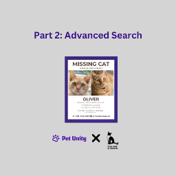 How to Find a Lost Cat in Singapore | Proven Steps Beyond 24 Hours